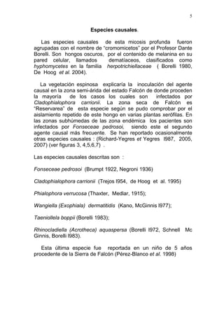 Cromomicosis en venezuela | PDF