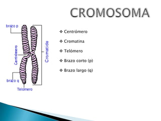 Cromosoma | PPTX