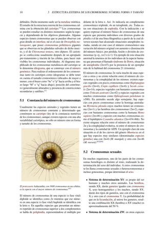Cromosoma | PDF