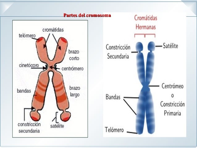 Cromosoma eucariotico