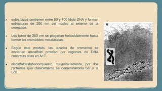 Cromosoma metafásico.pptx