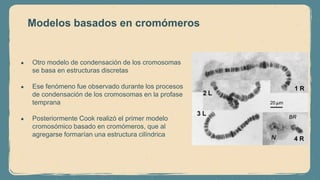 Cromosoma metafásico.pptx