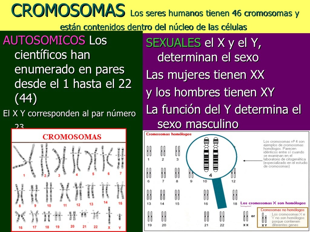 Cromosomas