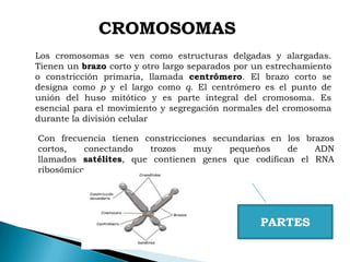 Cromosomas | PPTX