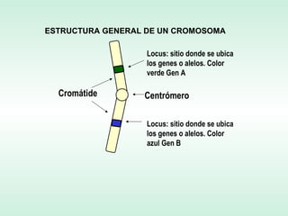 Cromosomas | PPT
