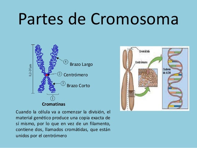 Cromosomas
