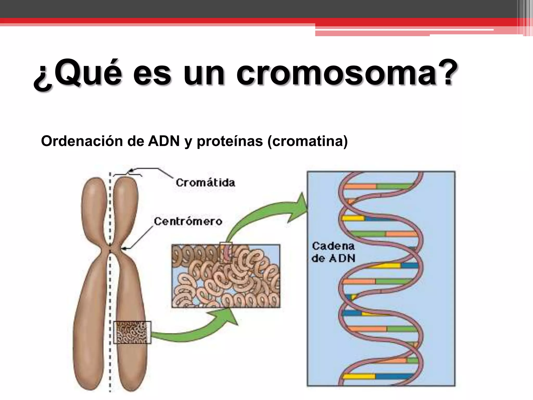 Cromosomas | PPTX