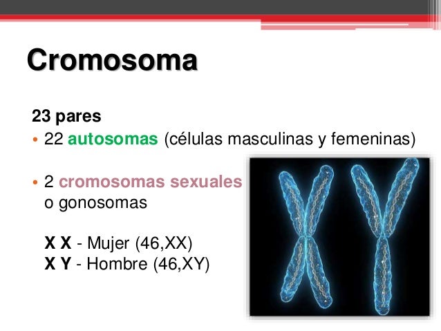 Cromosomas