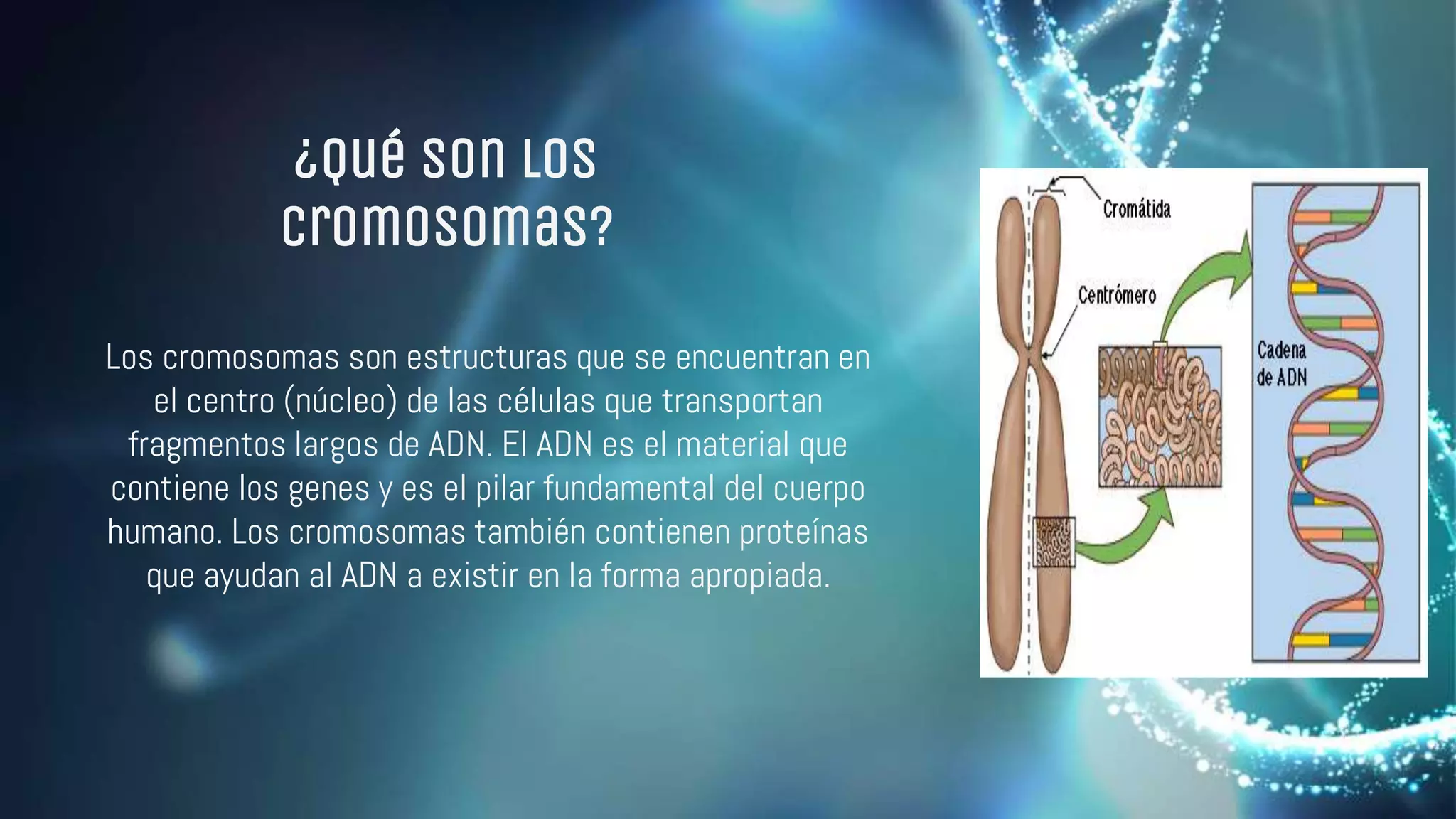 Cromosomas | PPT