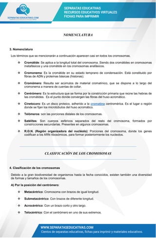 Cromosomas | PDF