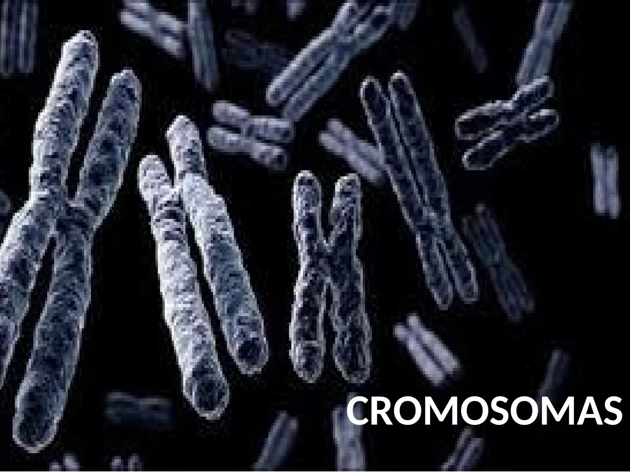 CROMOSOMAS_CICLO_CELULAR_MITOSIS_MEIOSIS.pptx