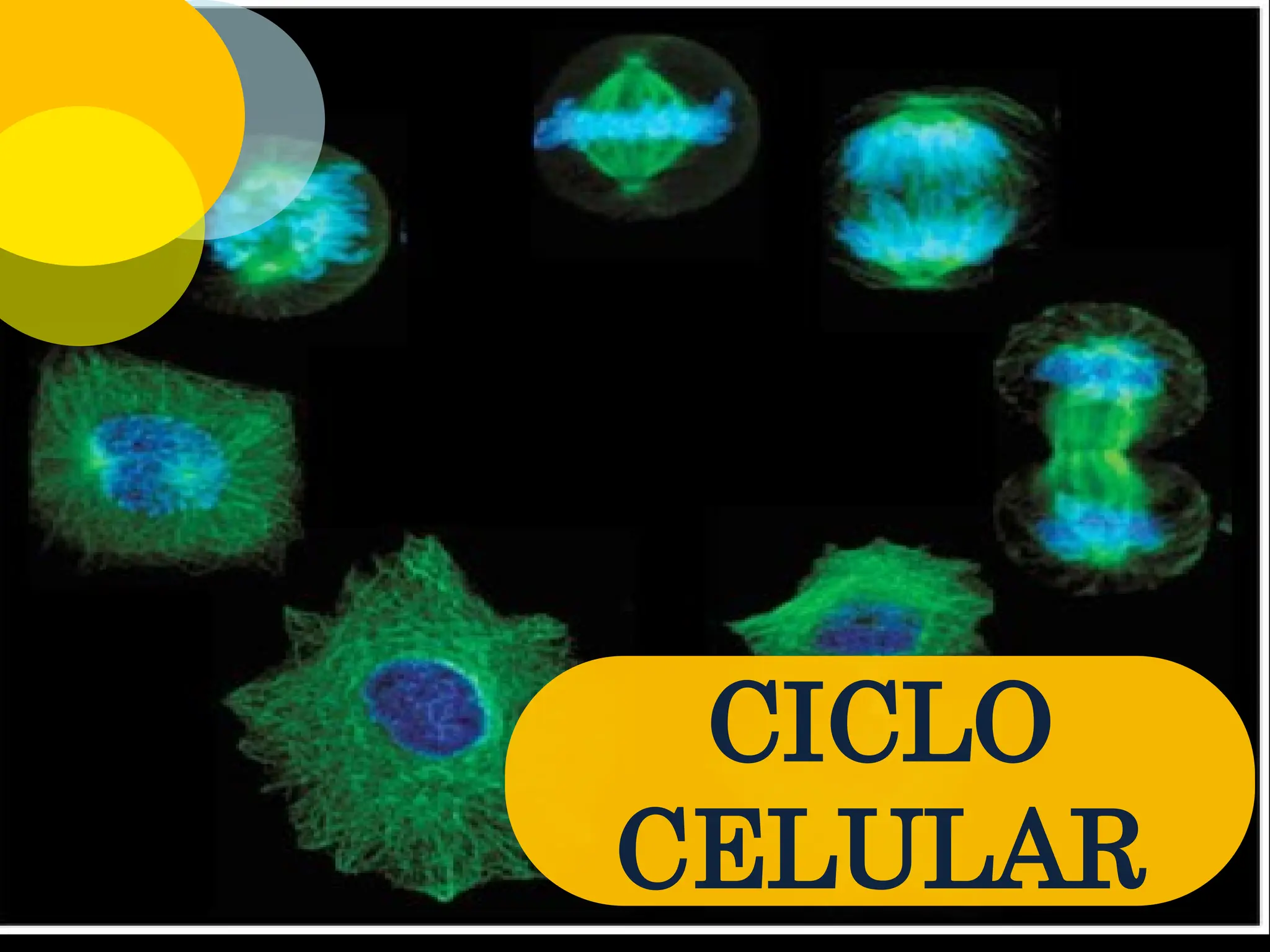 CROMOSOMAS_CICLO_CELULAR_MITOSIS_MEIOSIS.pptx
