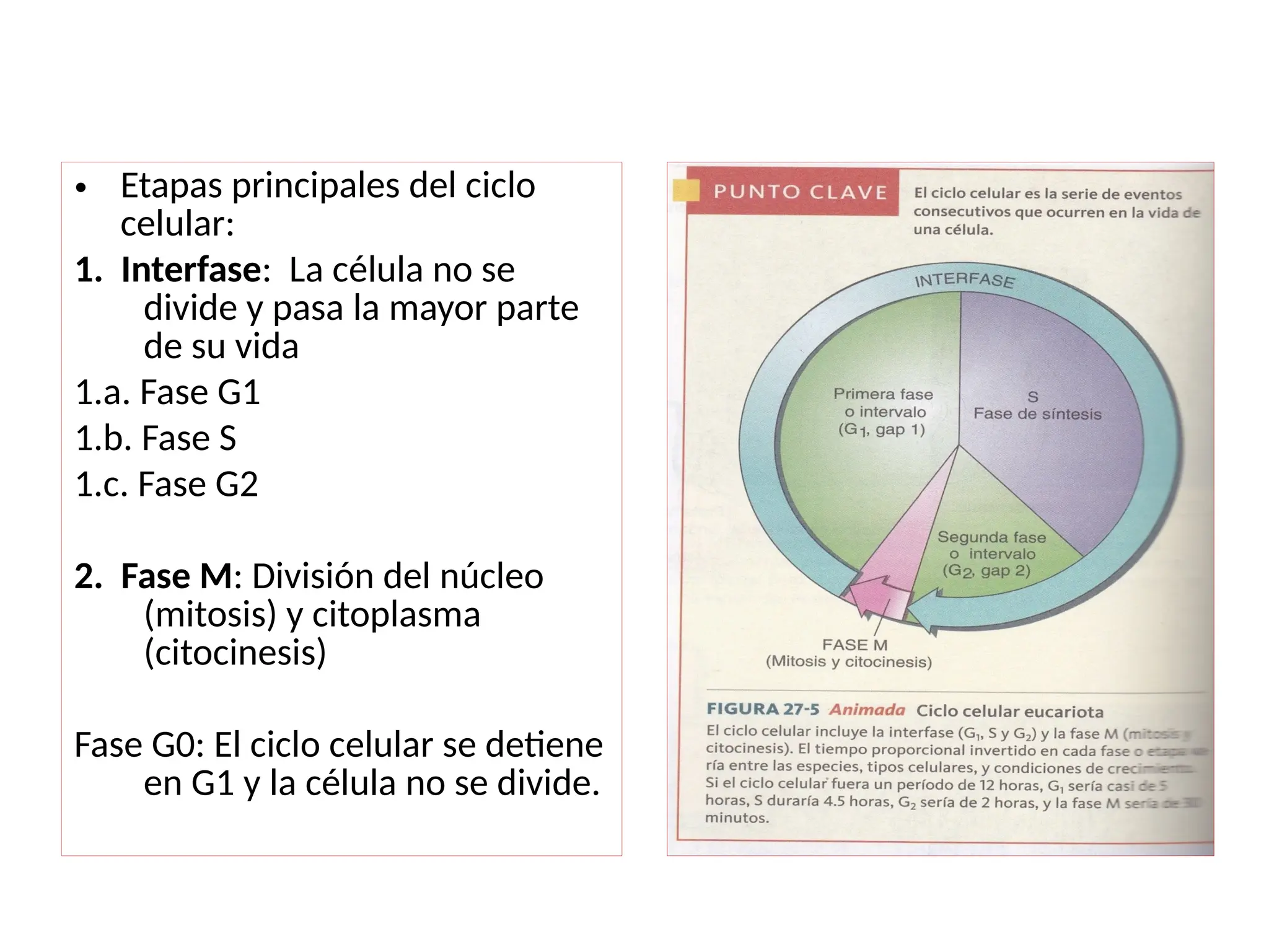 CROMOSOMAS_CICLO_CELULAR_MITOSIS_MEIOSIS.pptx