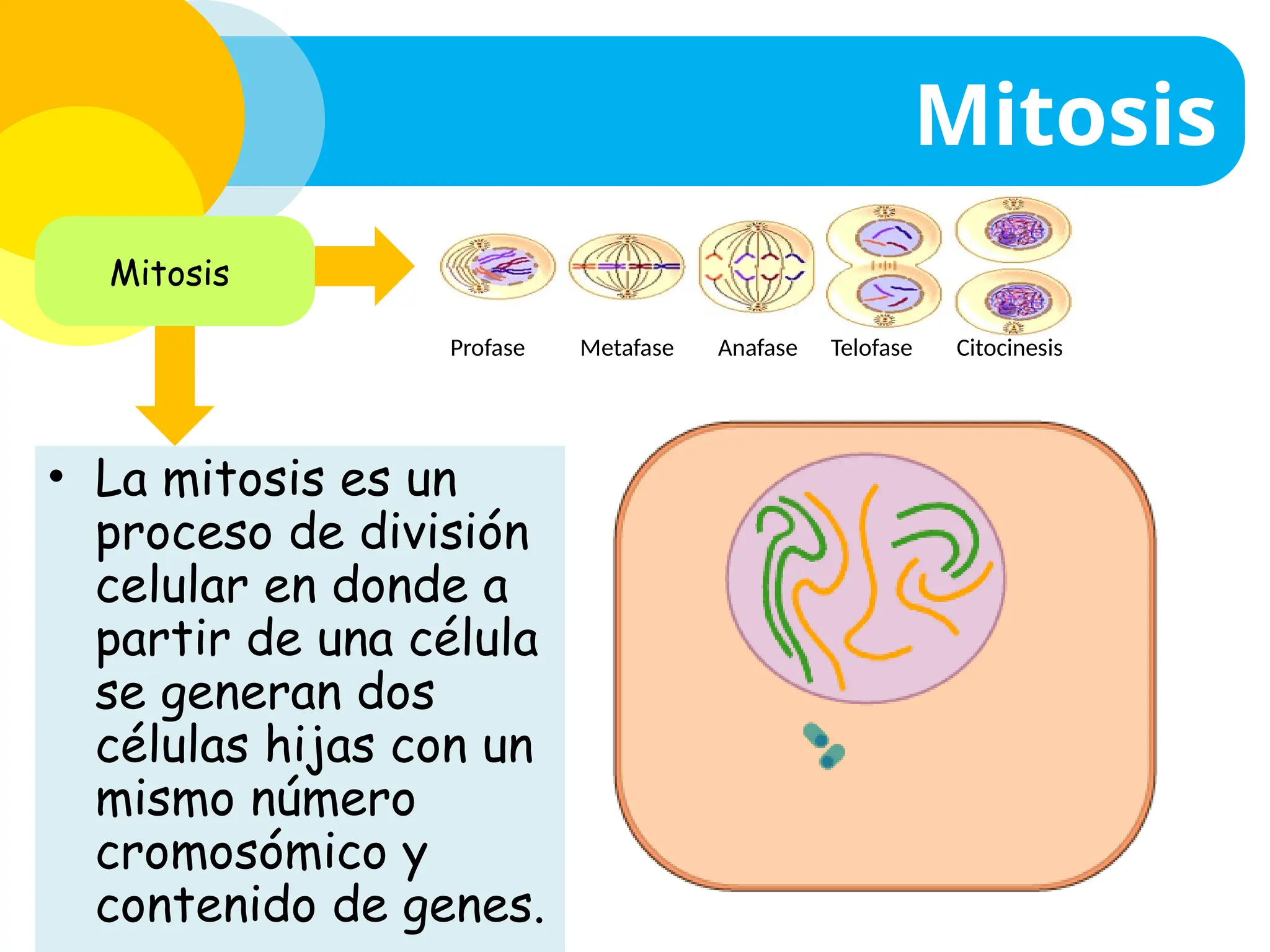 CROMOSOMAS_CICLO_CELULAR_MITOSIS_MEIOSIS.pptx