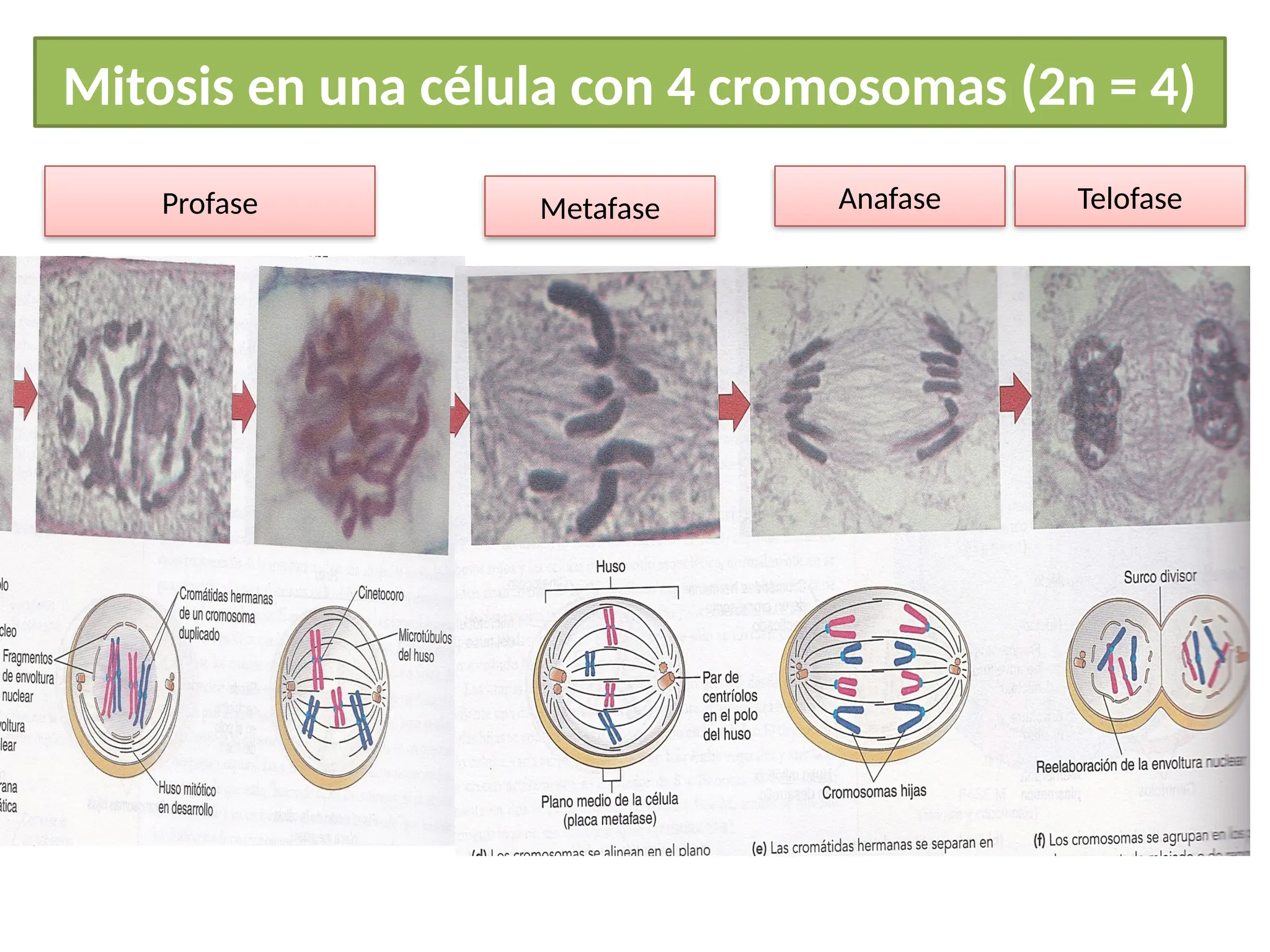 CROMOSOMAS_CICLO_CELULAR_MITOSIS_MEIOSIS.pptx