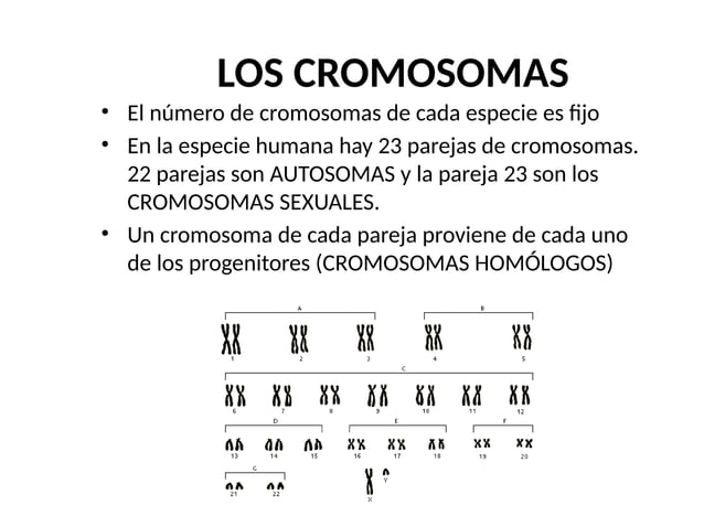 CROMOSOMAS_CICLO_CELULAR_MITOSIS_MEIOSIS.pptx