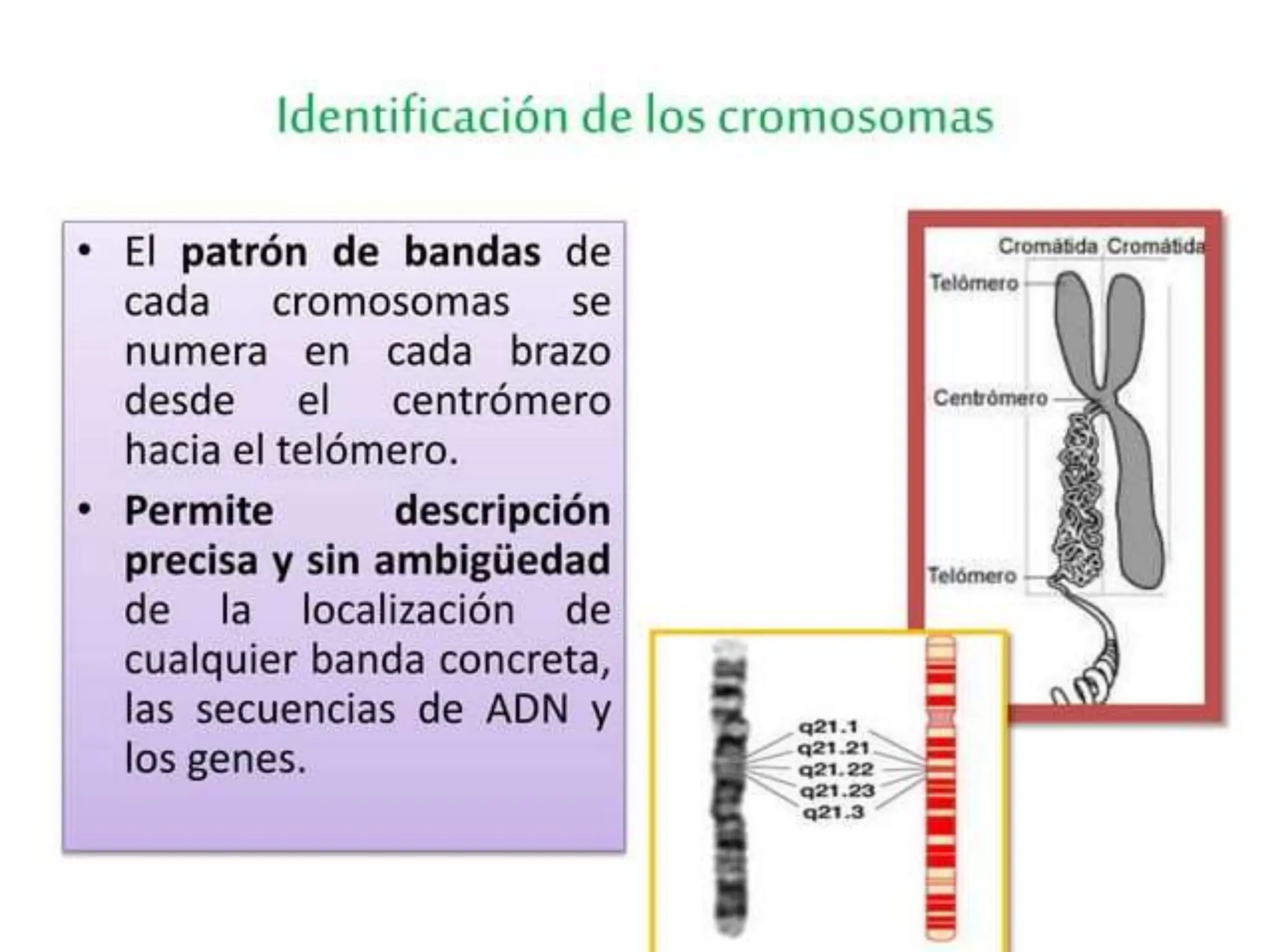 CROMOSOMAS NORMALES Y ALTERACIONES ESTRUCTURALES.pptx