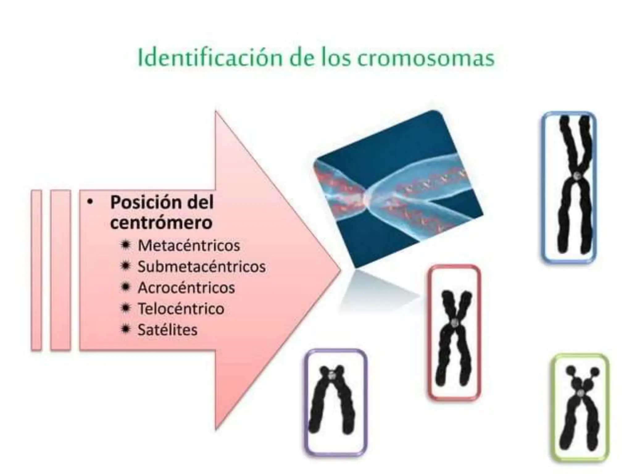 CROMOSOMAS NORMALES Y ALTERACIONES ESTRUCTURALES.pptx