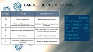 CROMOSOMAS_Ricardo_Nakamura.pptx