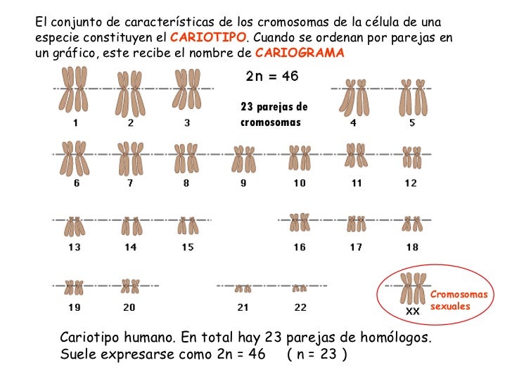 Cromosomas y genes