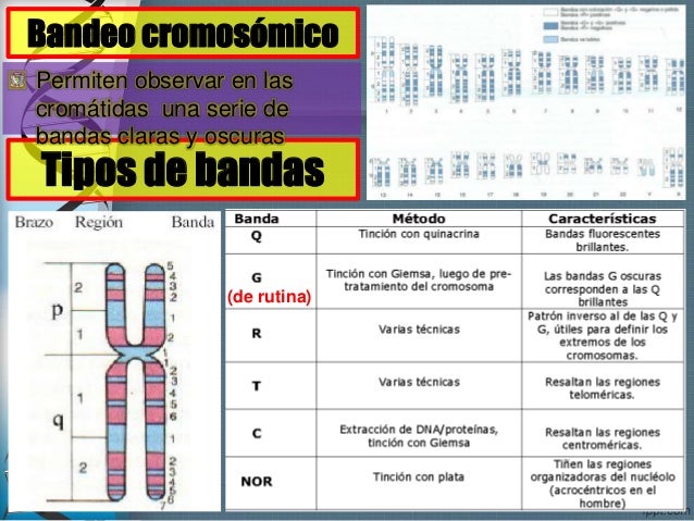 Cromosomas y metodos de estudio expo