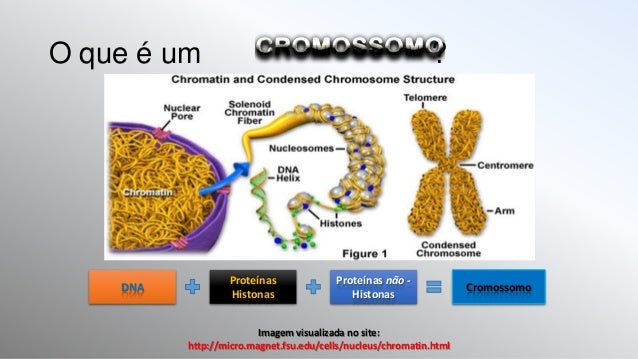 Cromossomos ( o que é um cromossomo)