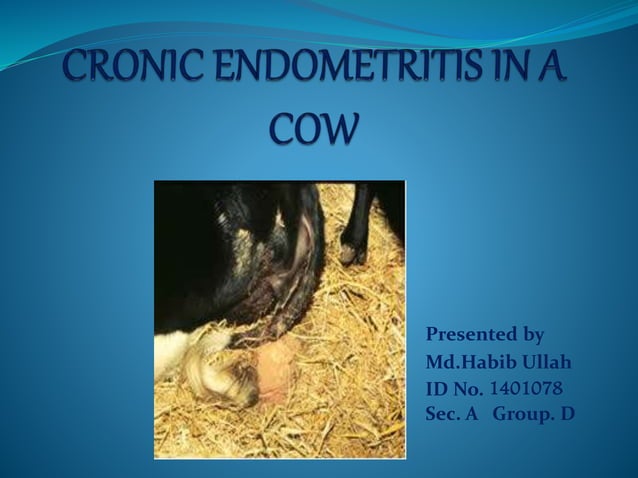 Cronic Endometritis in Cow | PPTX | Reproductive Health | Diseases and ...