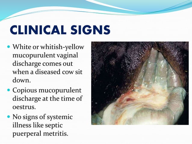 Cronic Endometritis in Cow | PPTX | Reproductive Health | Diseases and ...