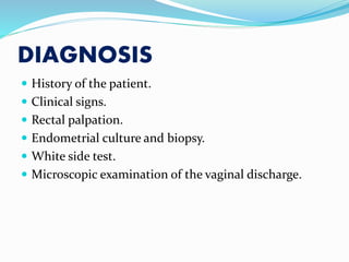 Cronic Endometritis in Cow | PPTX