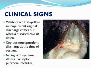 Cronic Endometritis in Cow | PPT