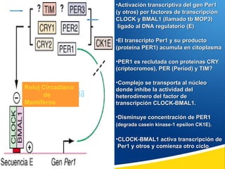 Cronobiologia | PPT