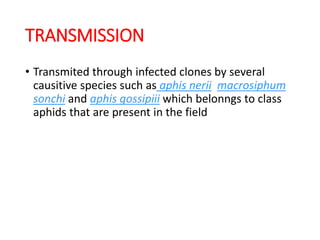 cardamom mosaic disease or katte disease | PPTX