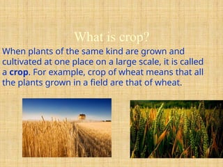 crop-production-and gtyoesd-management.pptx
