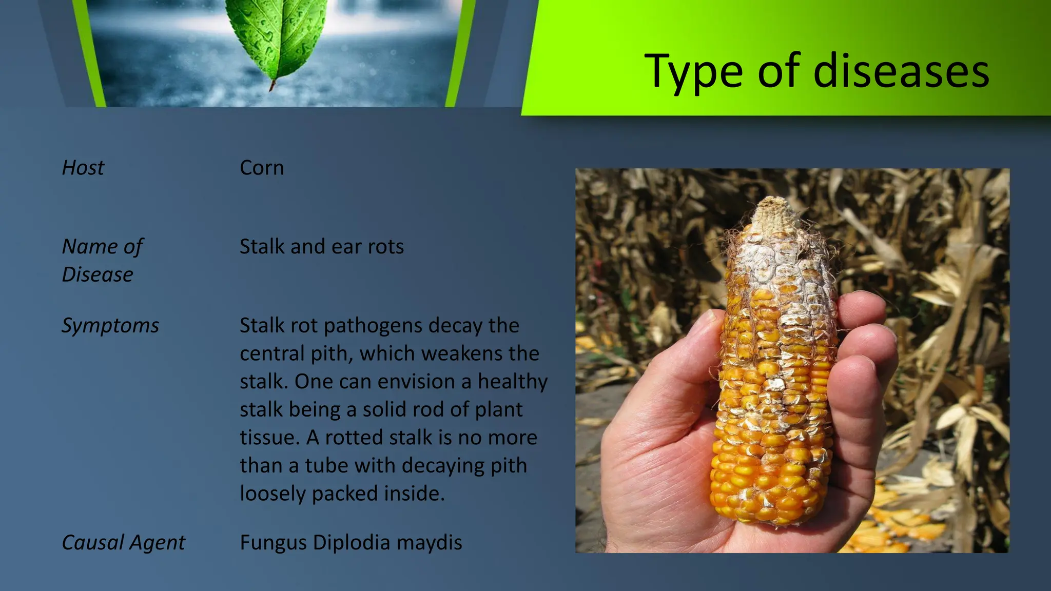 Crop-Prot-2.pptx.Disease Identificationpdf | PPT