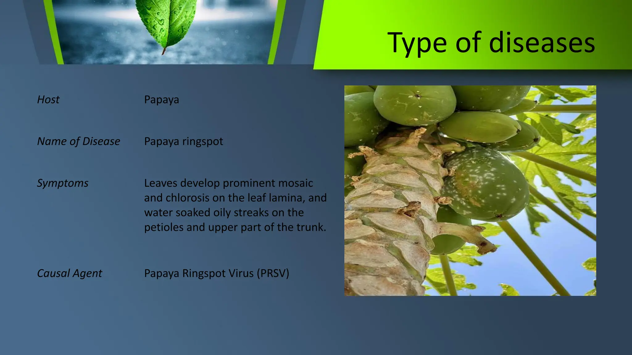 Crop-Prot-2.pptx.Disease Identificationpdf | PPT