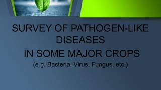 Crop-Prot-2.pptx.Disease Identificationpdf | PPT