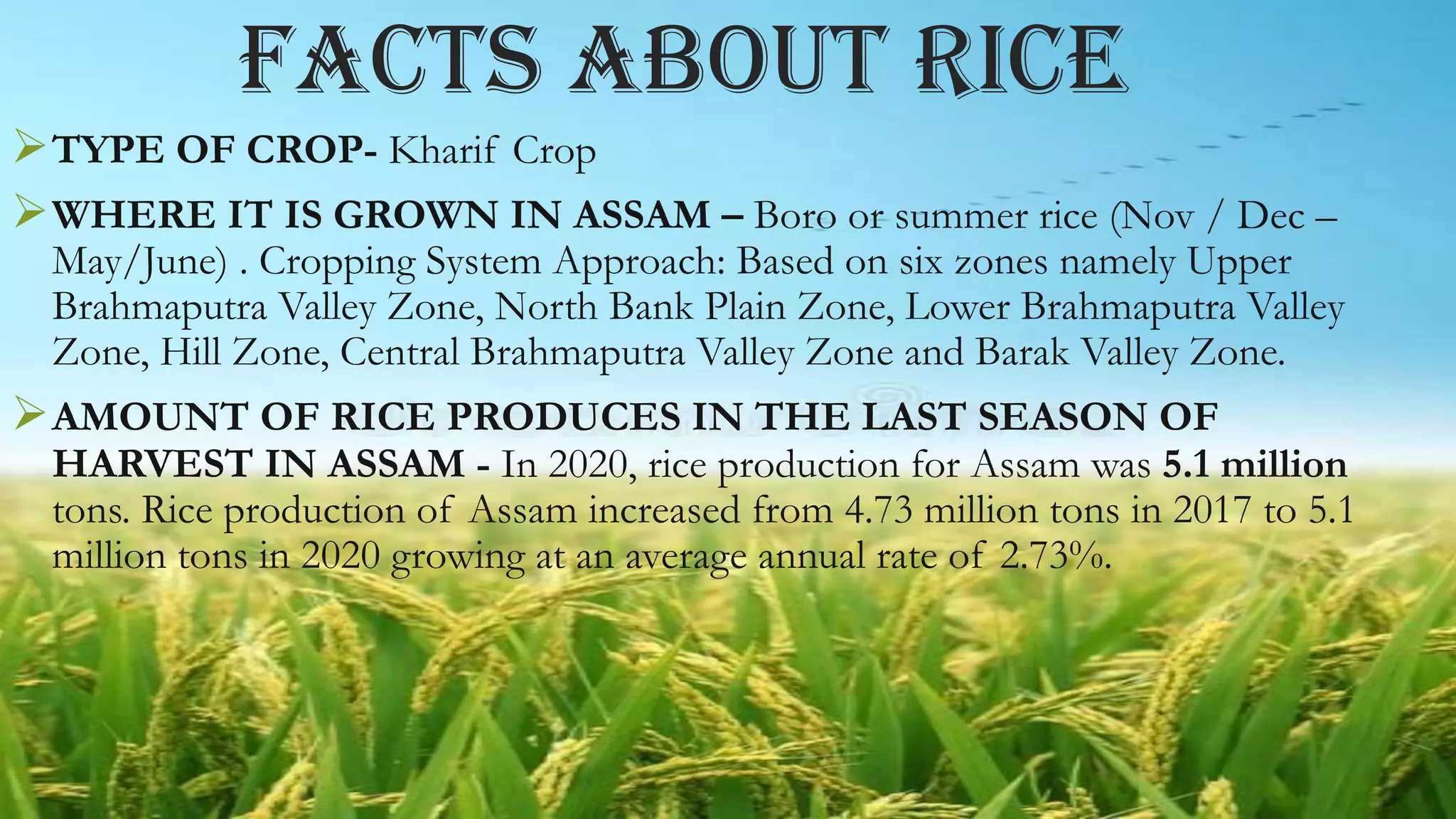 CROP- RICE pdf | PDF