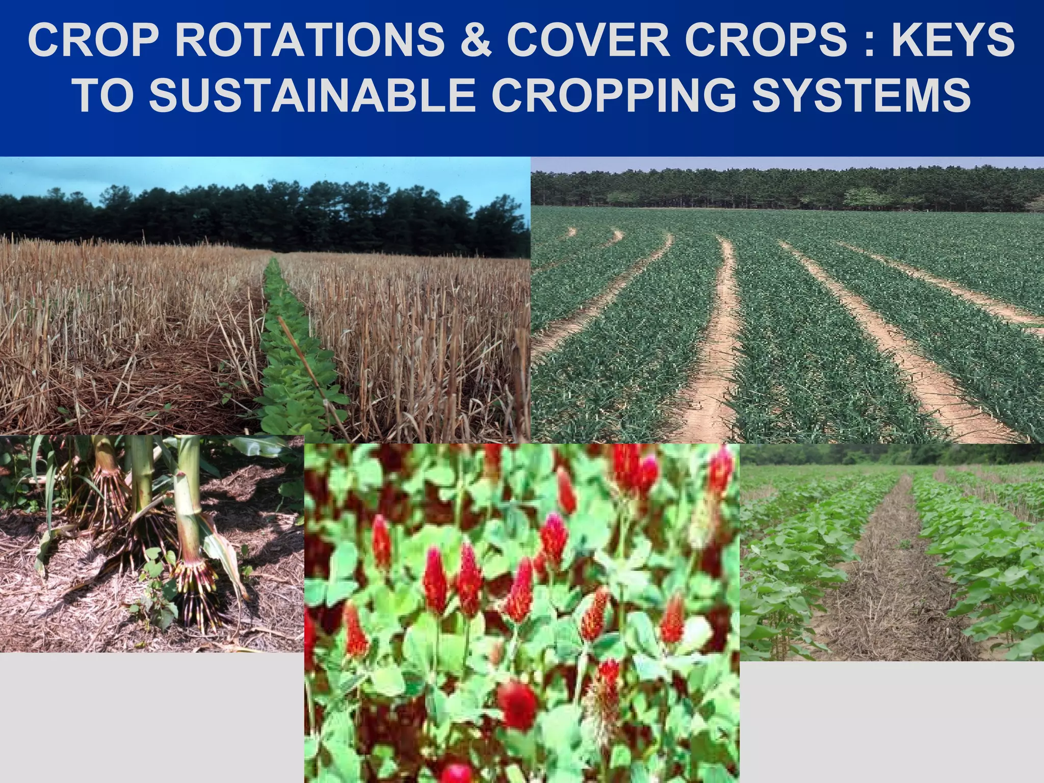 Crop rotations and cover crops for diversity presentation A Lecture By ...