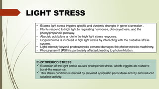 Crop-Specific Impacts of Stress on Vegetable Production.pptx