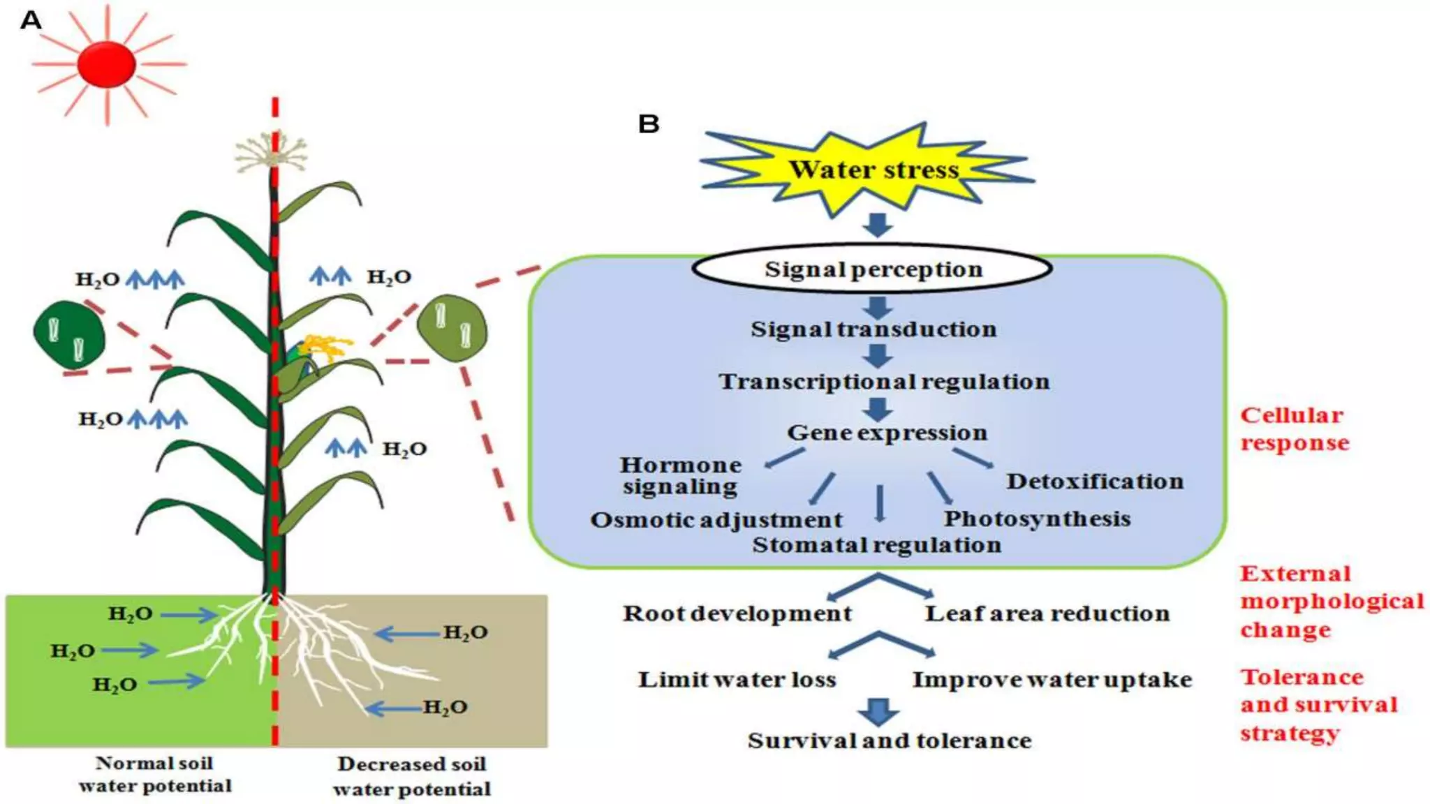 Crop adaptation to climate change | PPTX