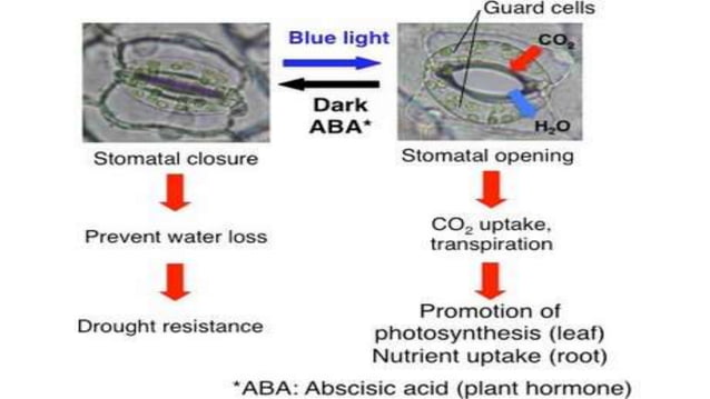 Crop adaptation to climate change | PPTX | Agriculture | Industries
