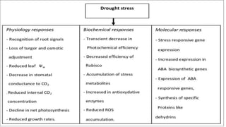 Crop adaptation to climate change | PPTX