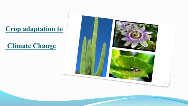 Crop adaptation to climate change | PPTX | Agriculture | Industries