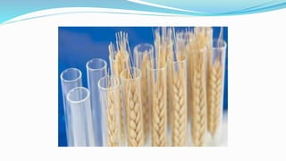 Crop adaptation to climate change | PPTX