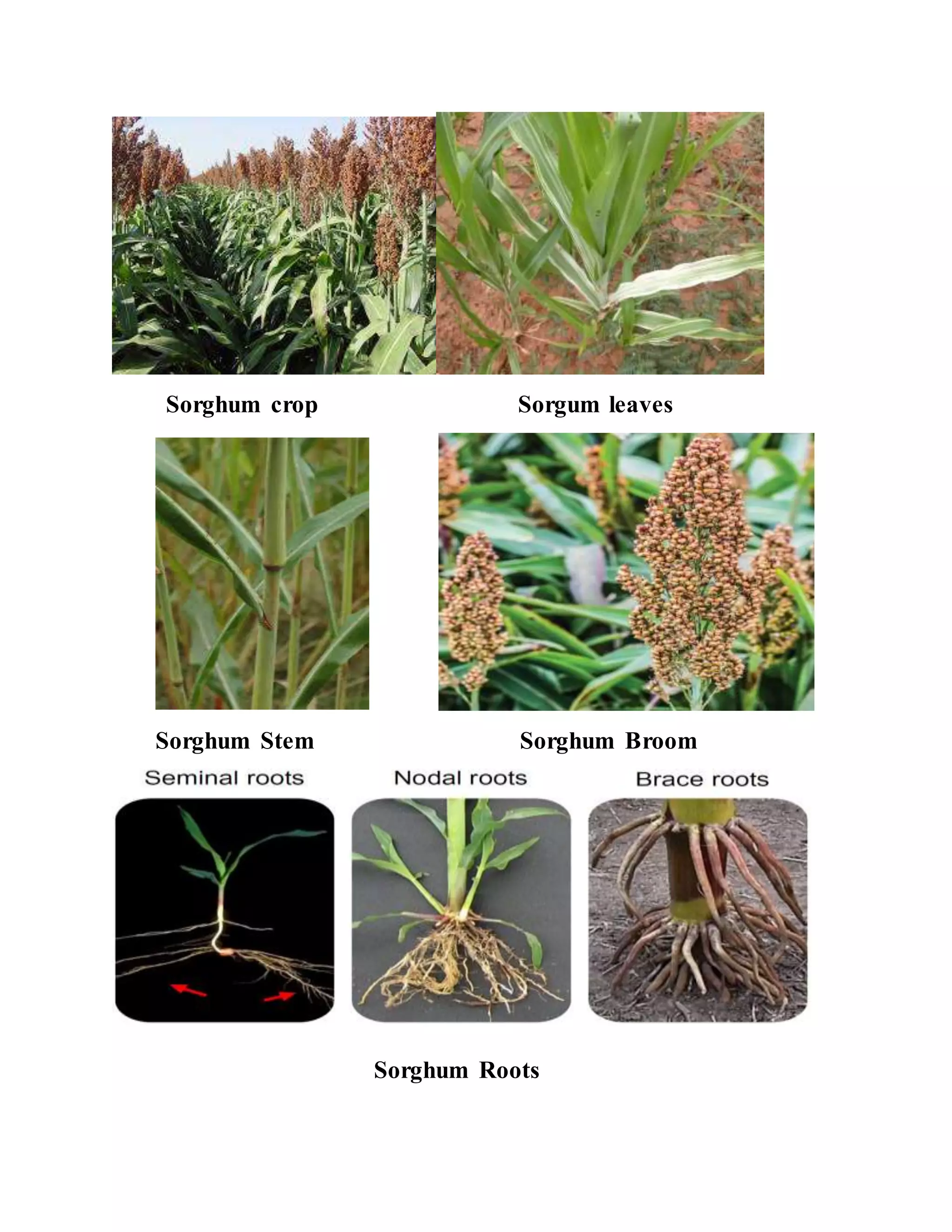 Crop Agronomy identification and disease identification | PDF