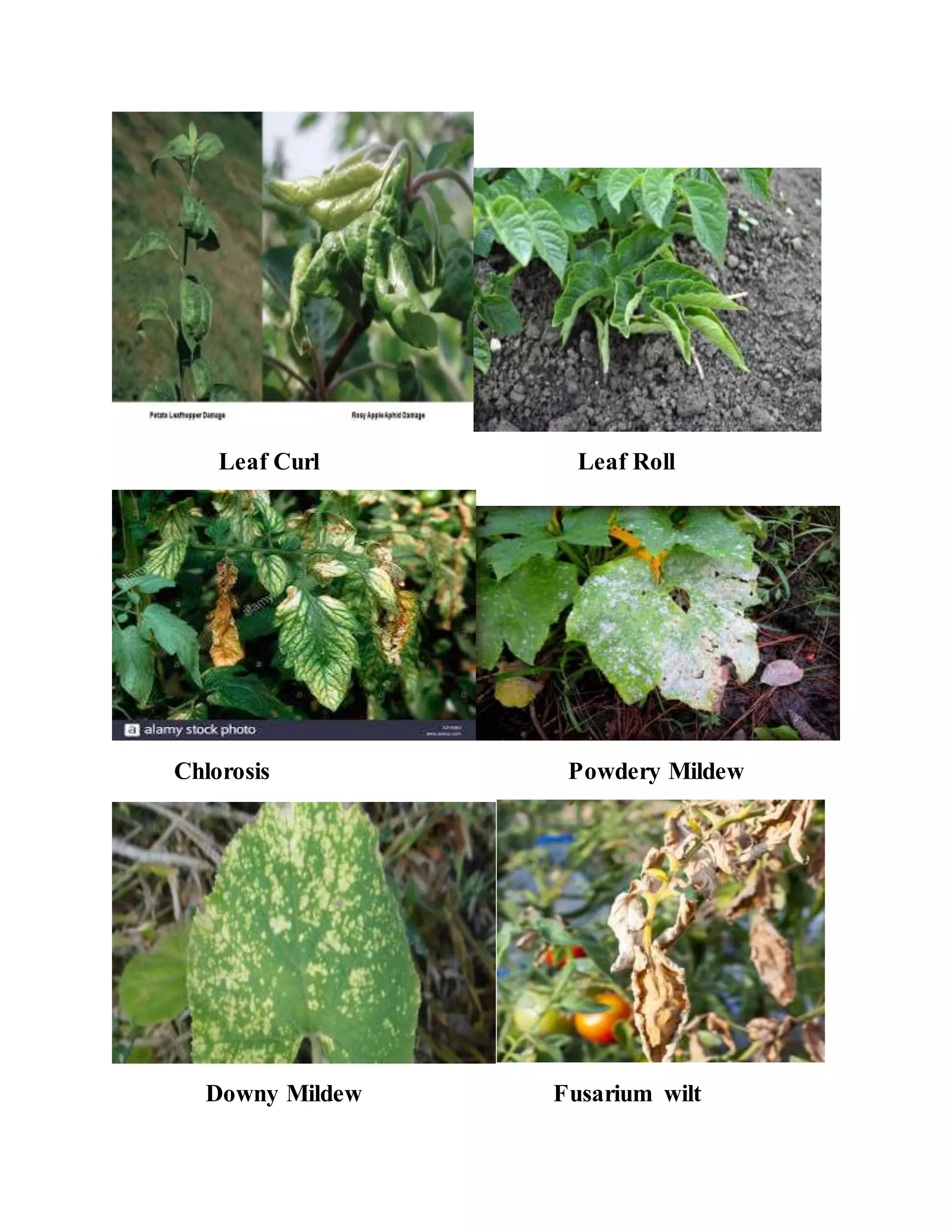 Crop Agronomy identification and disease identification | PDF
