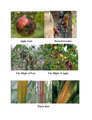 Crop Agronomy identification and disease identification | PDF
