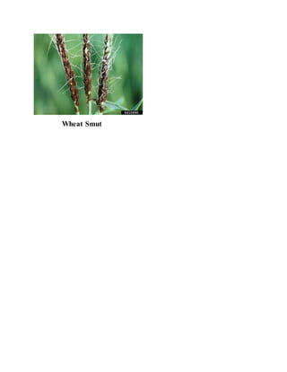 Crop Agronomy identification and disease identification | DOCX