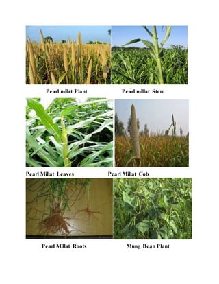 Crop Agronomy identification and disease identification | DOCX