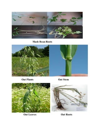 Crop Agronomy identification and disease identification | PDF